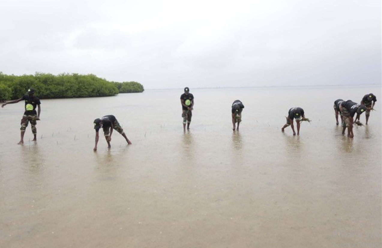 Mangais esticada - Forbes África Lusófona